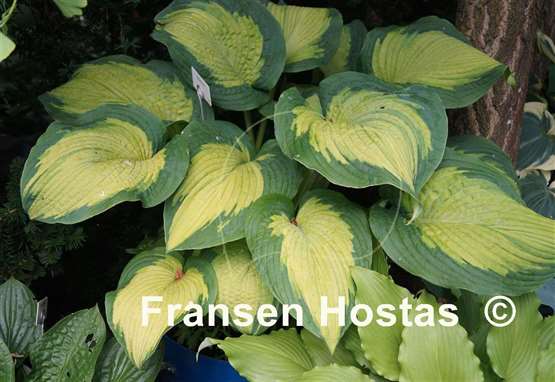 Hosta Margie's Angel - Fransen Hostas